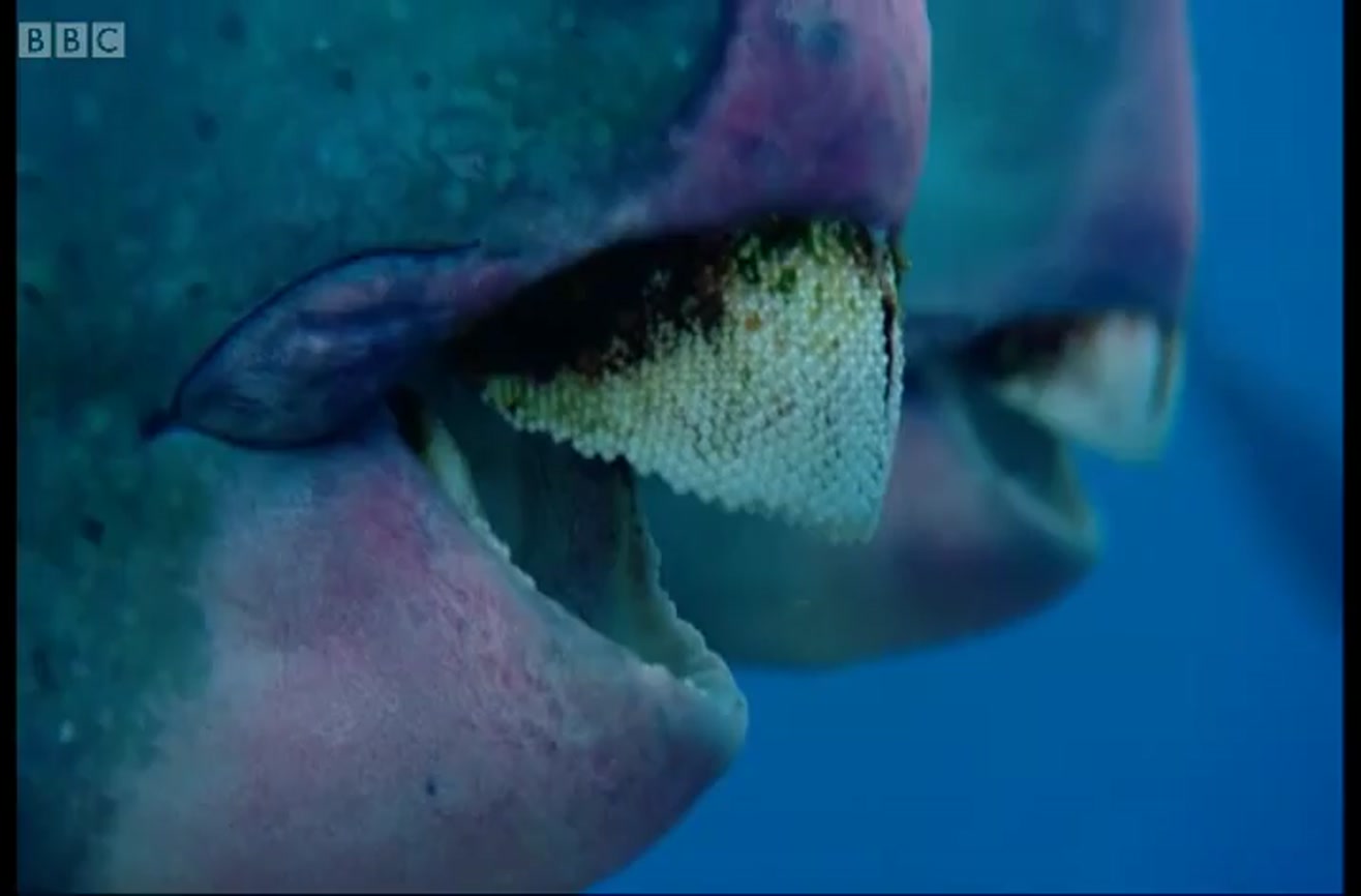 Humphead Parrotfish Bite