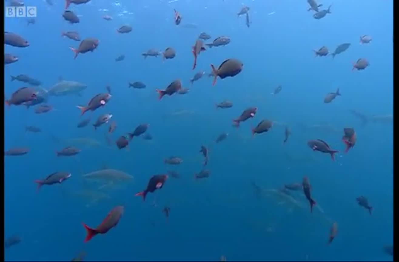 Giant bait ball of fish.