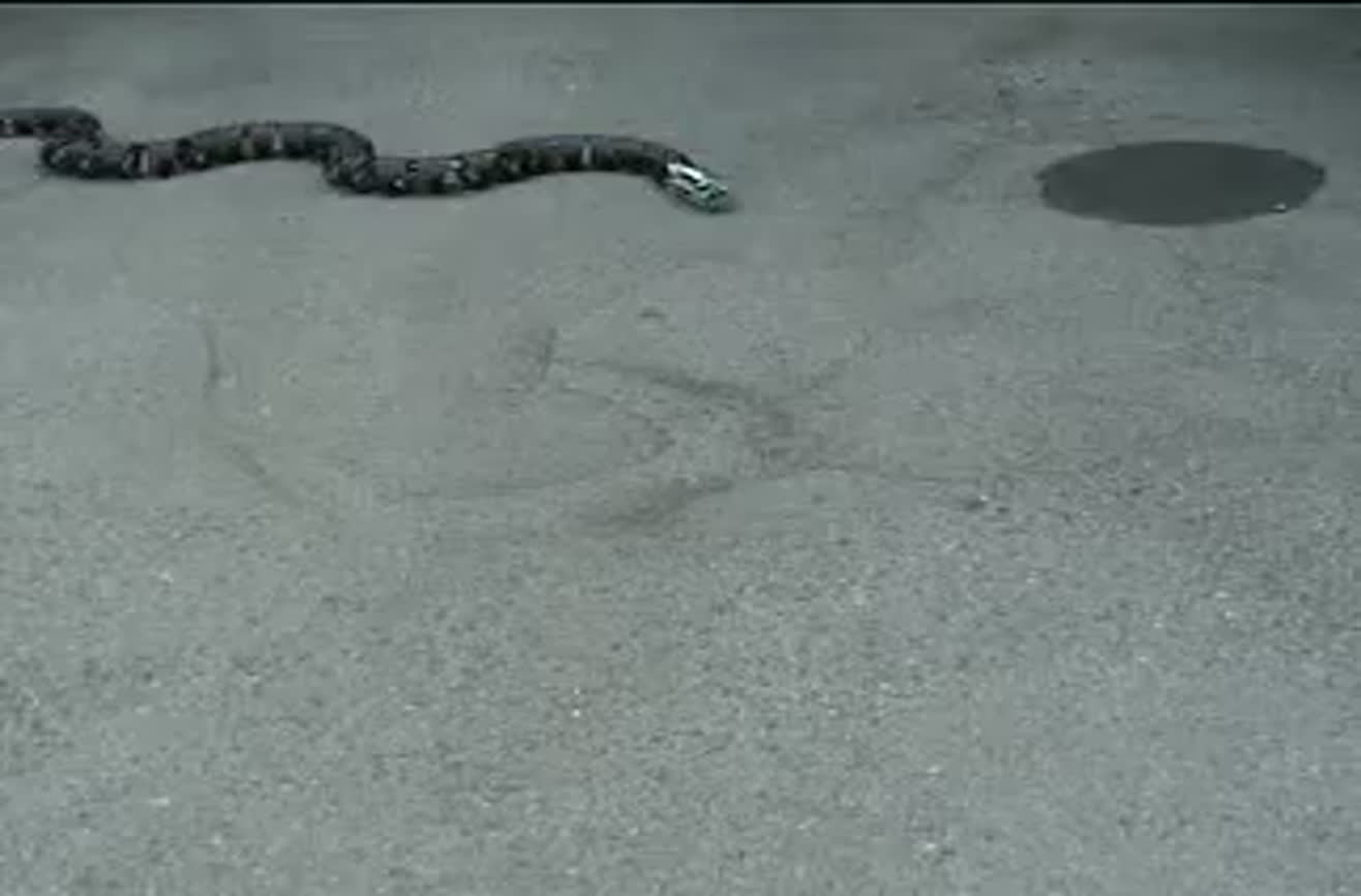 Cool robot snake by Dr. Gavin Miller.
