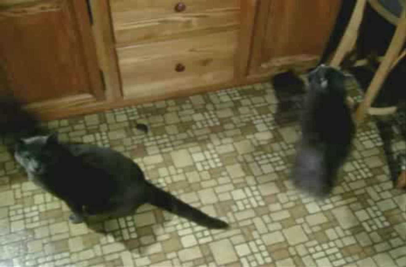 The worst mouse traps.