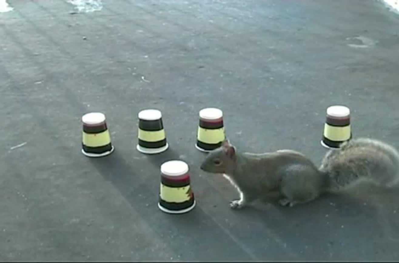Squirrel's memory tested, shocking results.