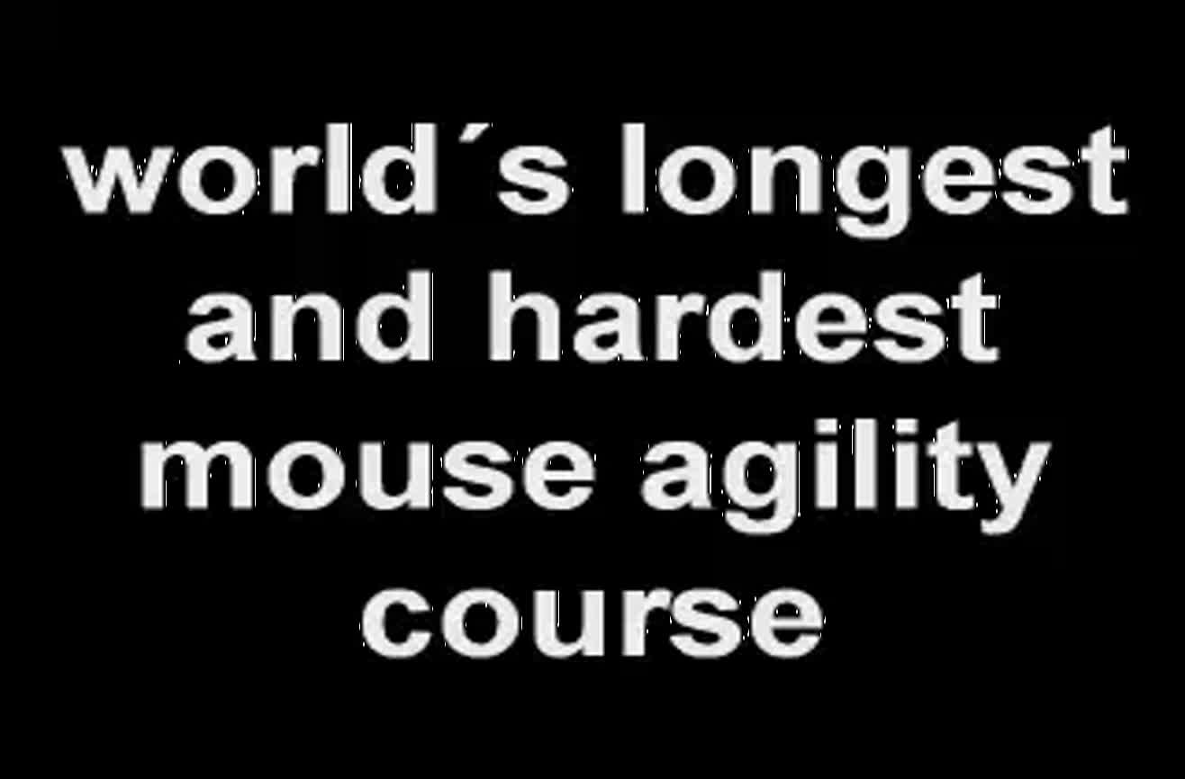 The smartest mouse in the world.