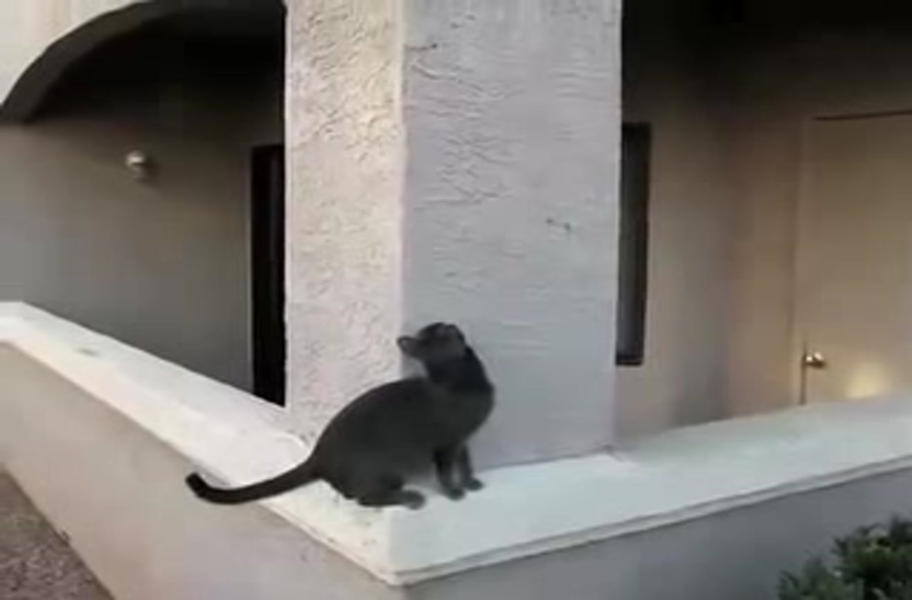 "Mission Impossible" cats.