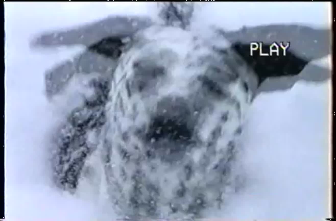 Extreme snow dog.