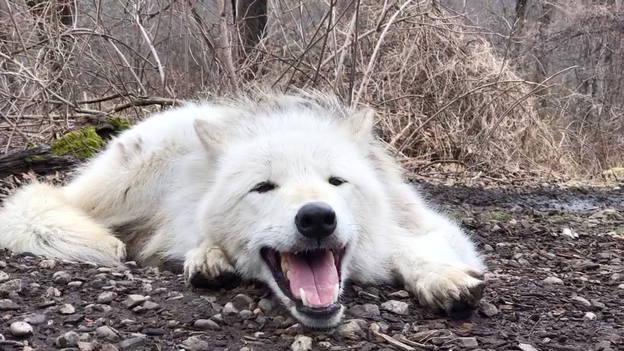 Lazy wolf howl