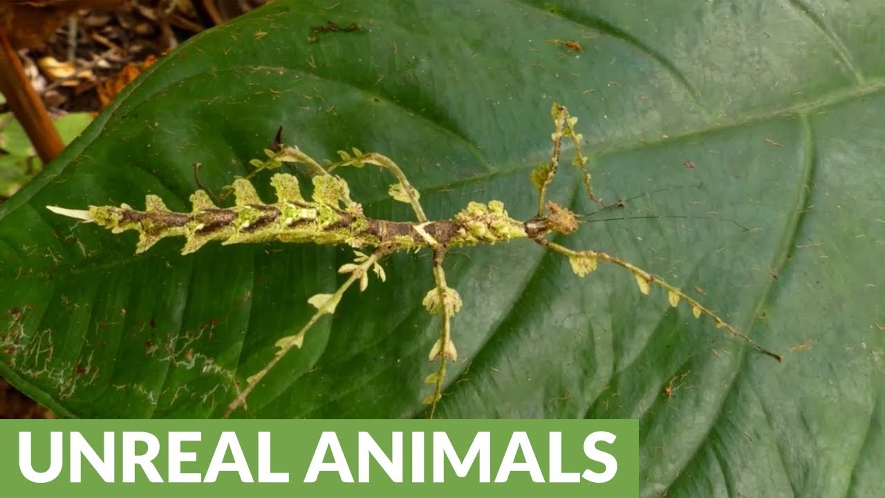 Stick bug looks just like a mossy branch