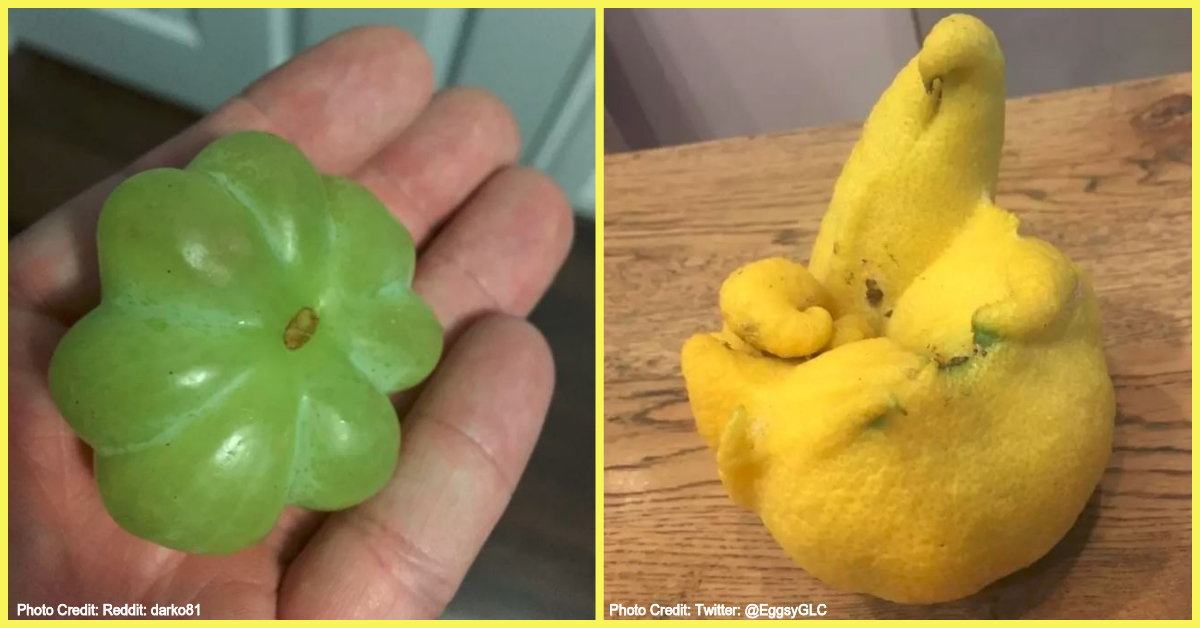 15+ Pictures of Fruit That Will Make You Feel a Little Nasty