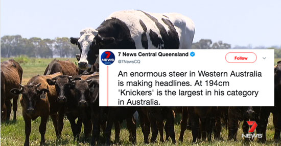 Meet the Giant Cow That's Taken Over the Internet
