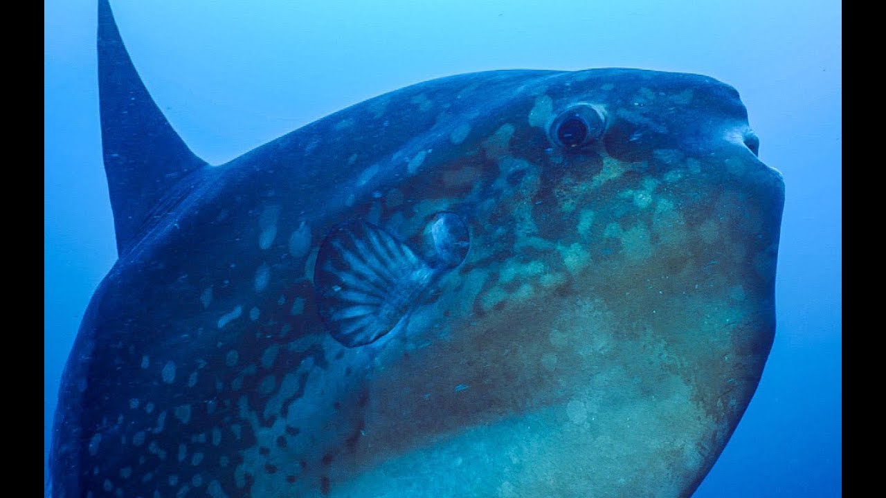 Enormous ocean sunfish caught on camera cleaning itself