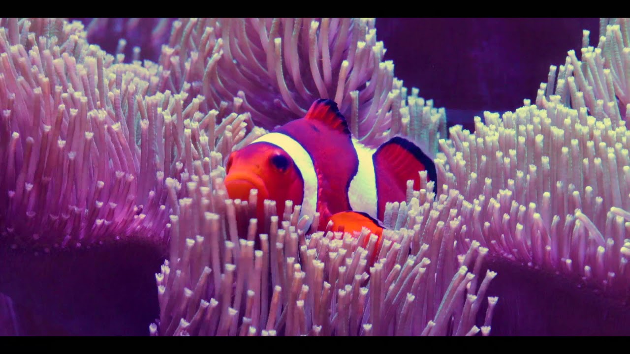 The most relaxing video ever