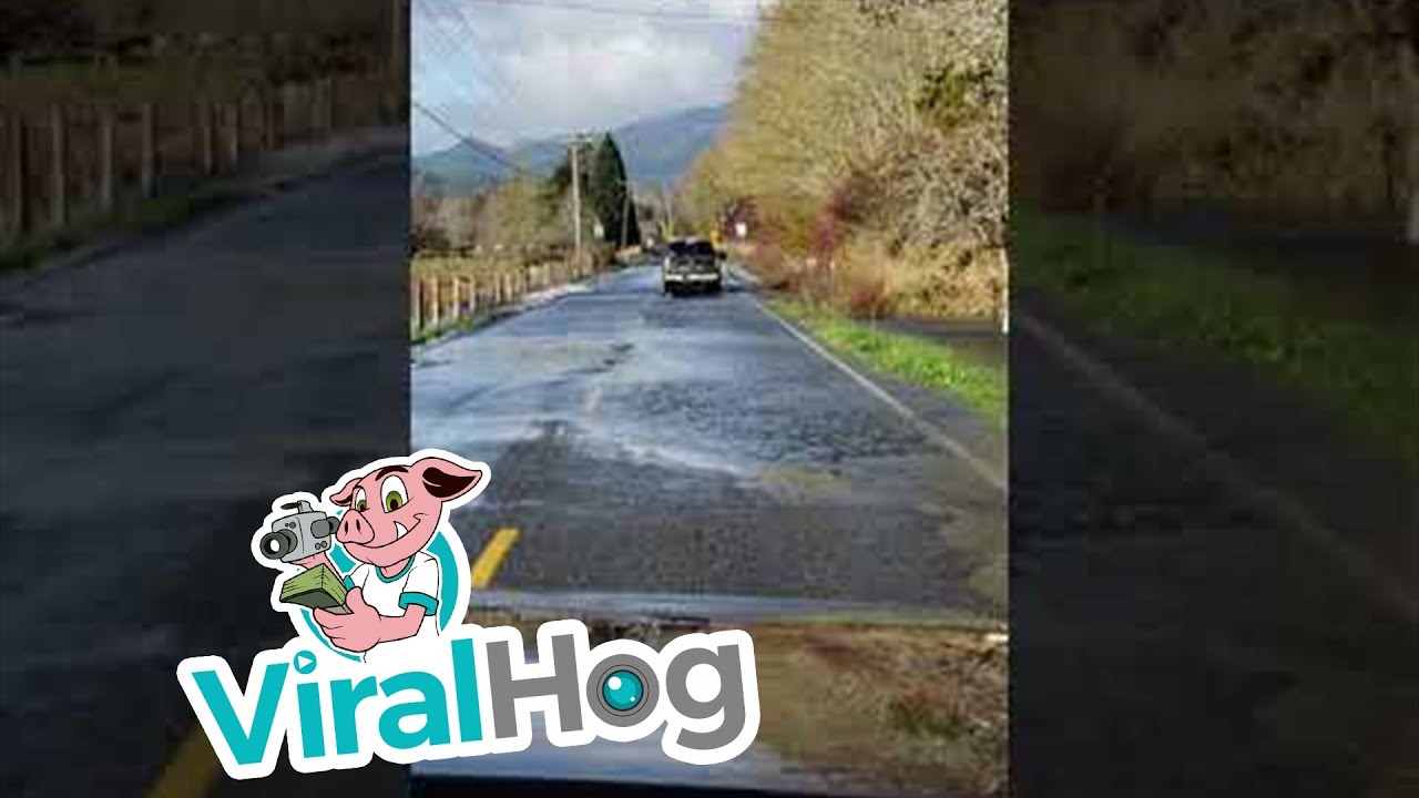 Why did the salmon cross the road?