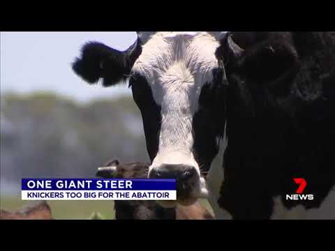 The famous giant cow called Knickers.