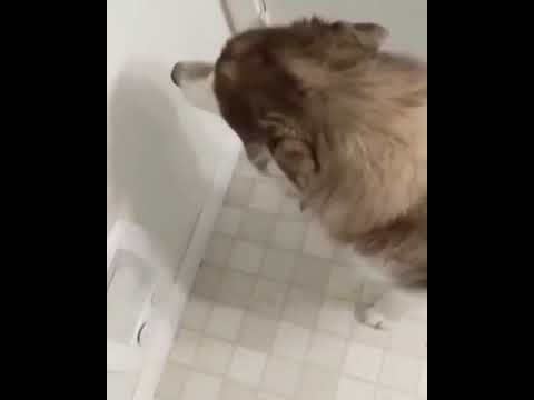 Cute dog gives a quiet "Awooo"
