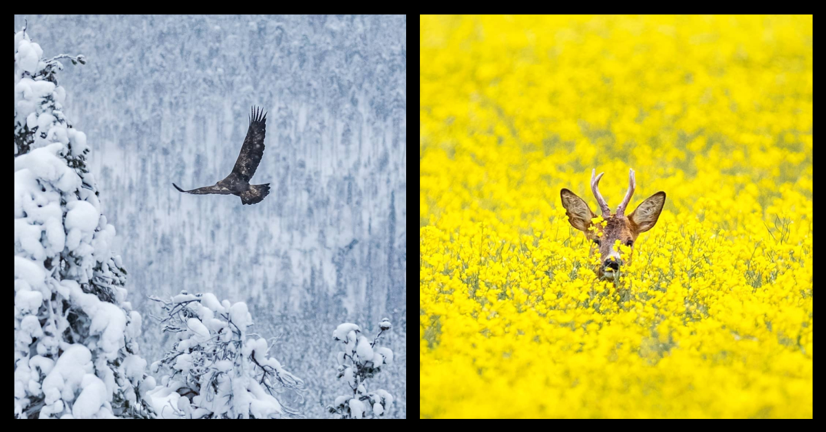 This Finnish Photographer Shows That Fairy Tale Forests Do Exist