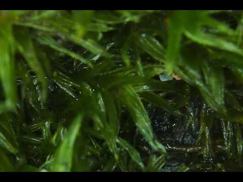 Bluetooth microscope reveals a whole world inside a piece of moss