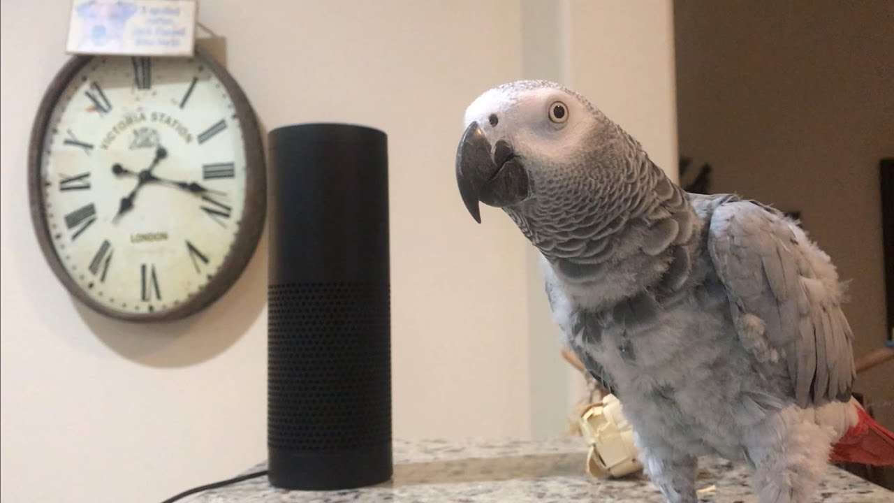 Smartest conversation between Alexa and parrot.