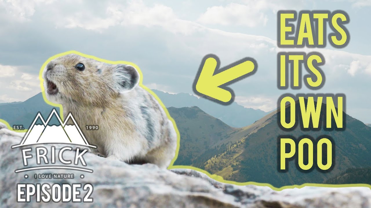 This comedy nature show is hilariously informative