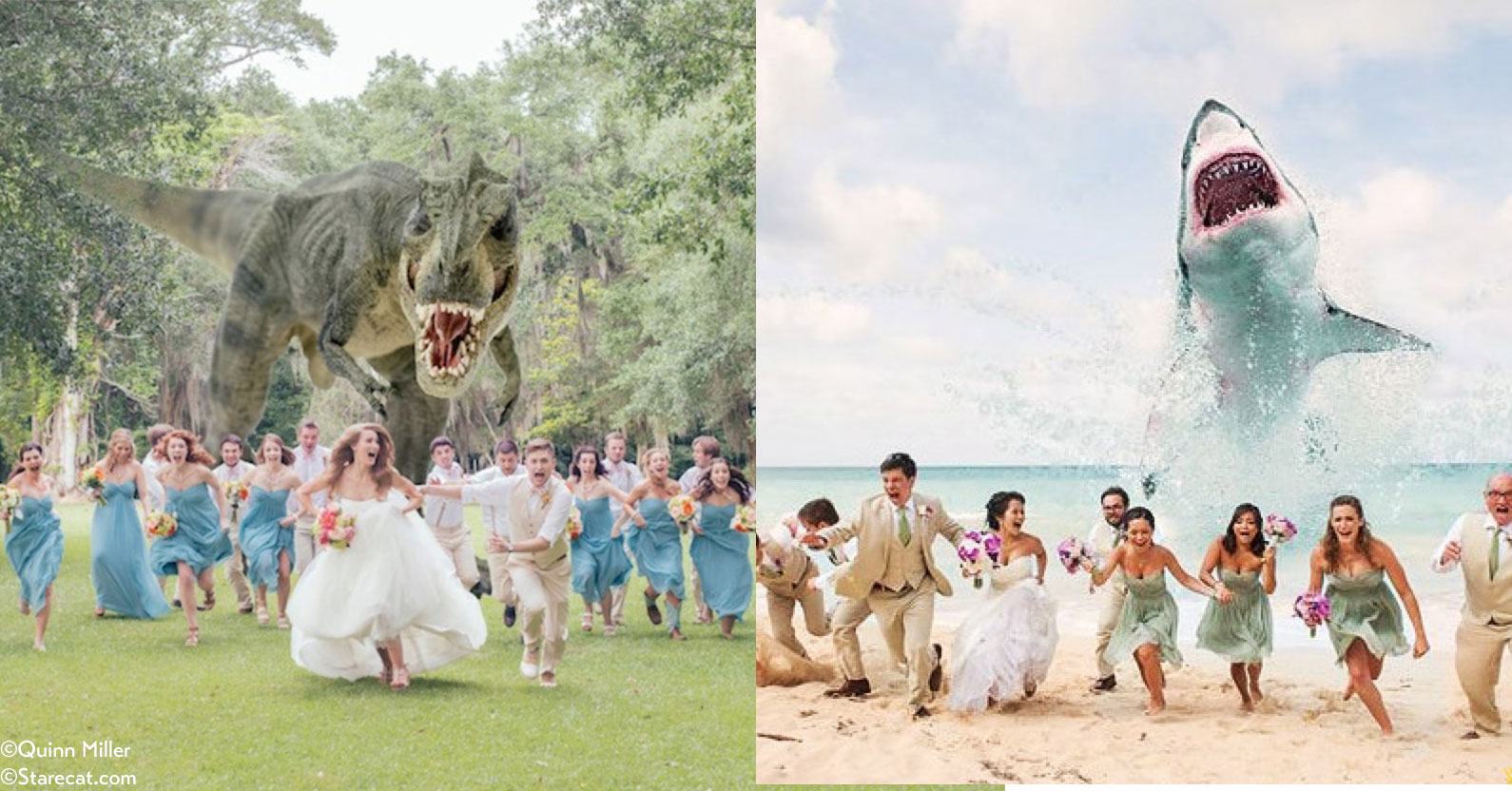 Wild Wedding 'Attack Photos' Are The New Trend