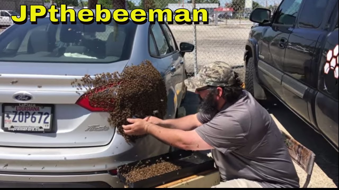 Huge honey bee swarm descends on car.