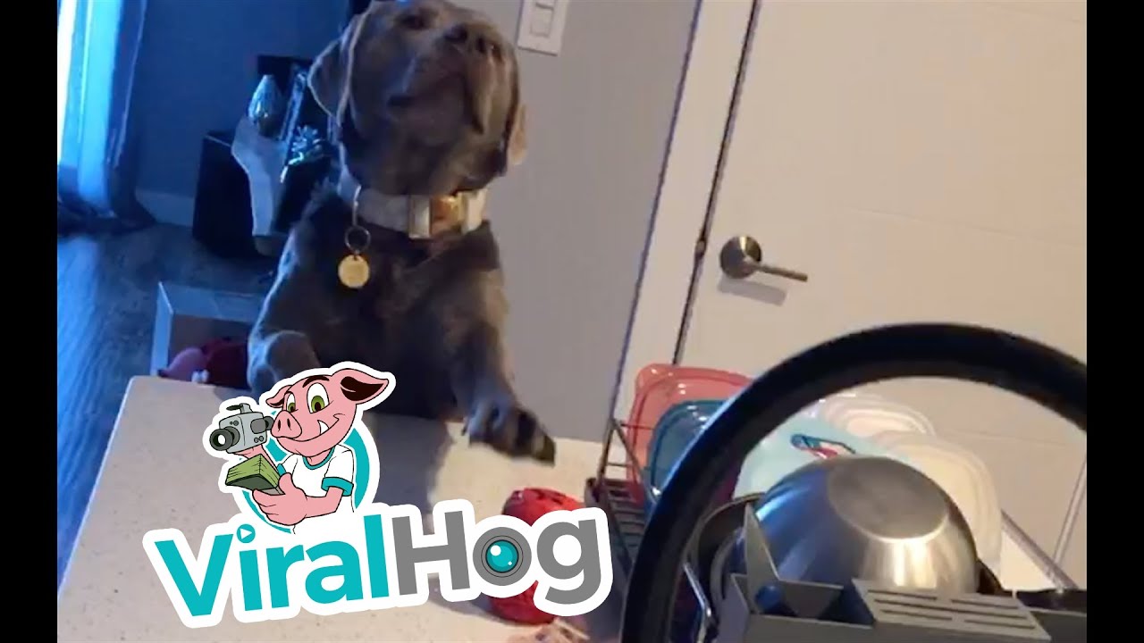 Dog teaches us all a lesson about never giving up on your dream