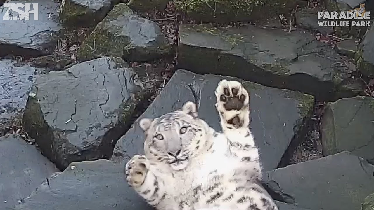 A snow leopard with killer dance moves