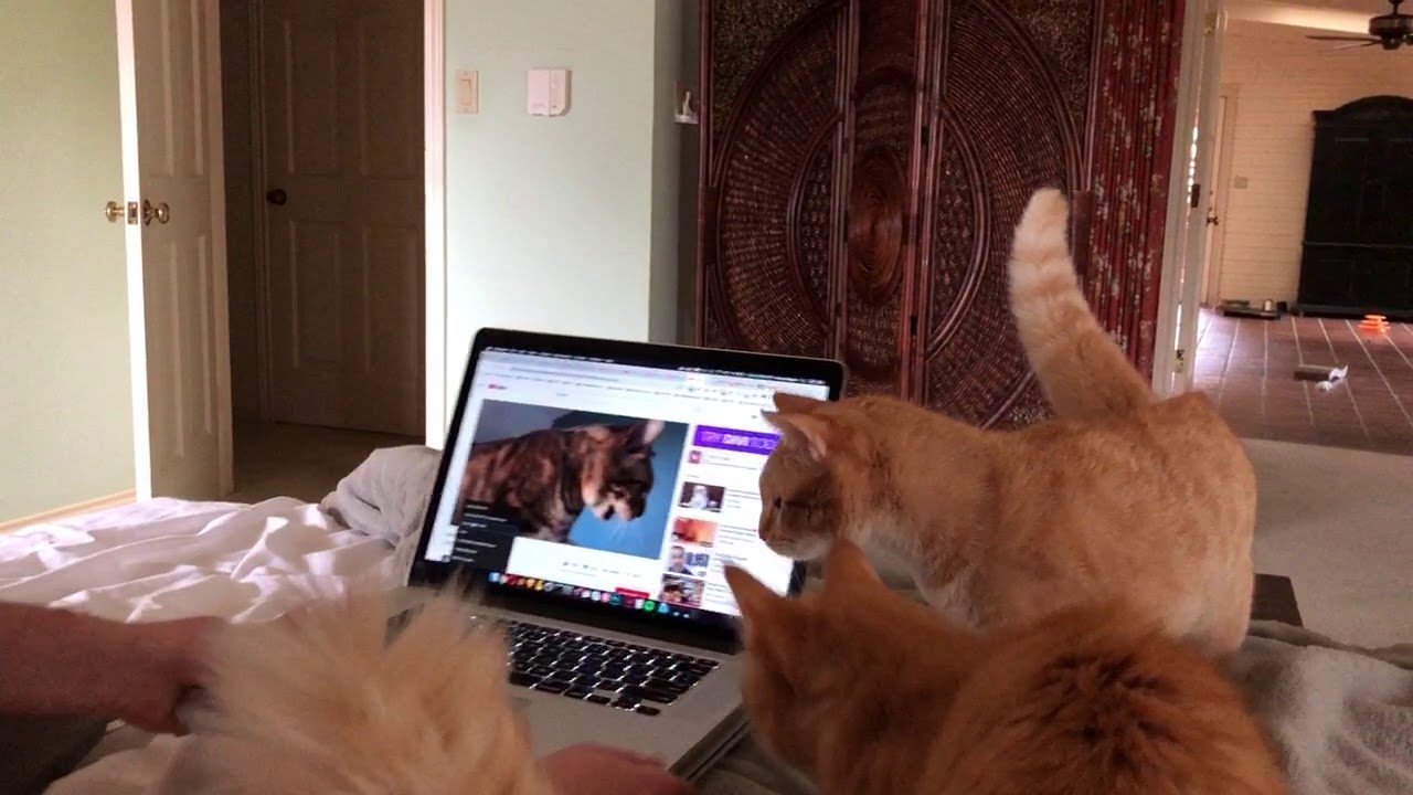 Cats react to autotuned cat.