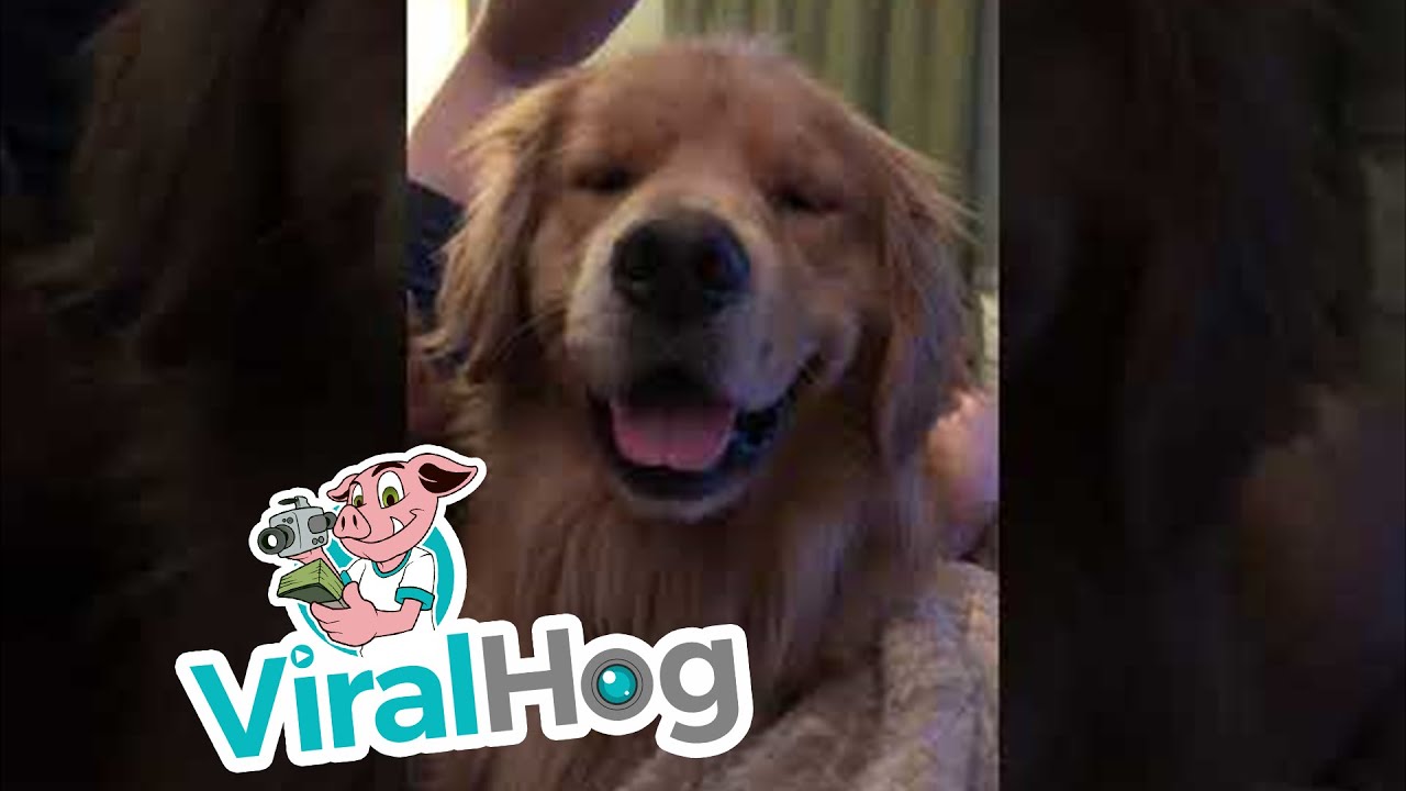 This dog has a "Happy Mode," and it's activated by head scratches
