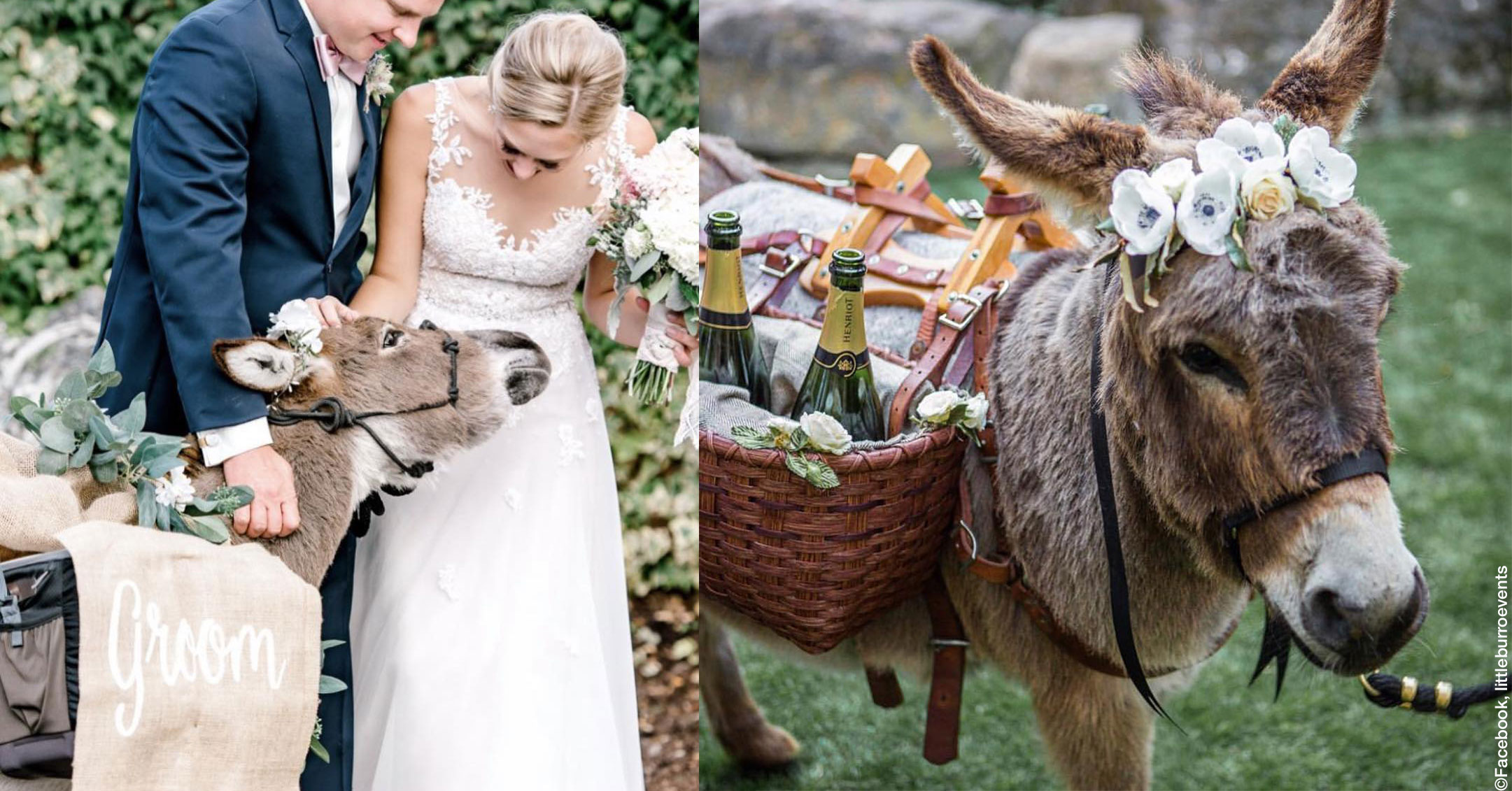 New Trend: Miniature Beer Donkeys Serving Drinks At Weddings