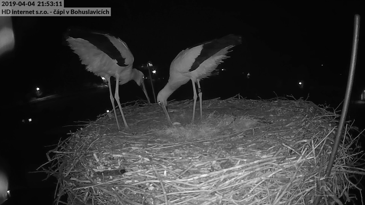 Proud stork parents celebrate their first egg