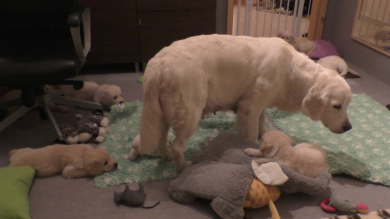 How an experienced mother dog teaches her puppies to be calm