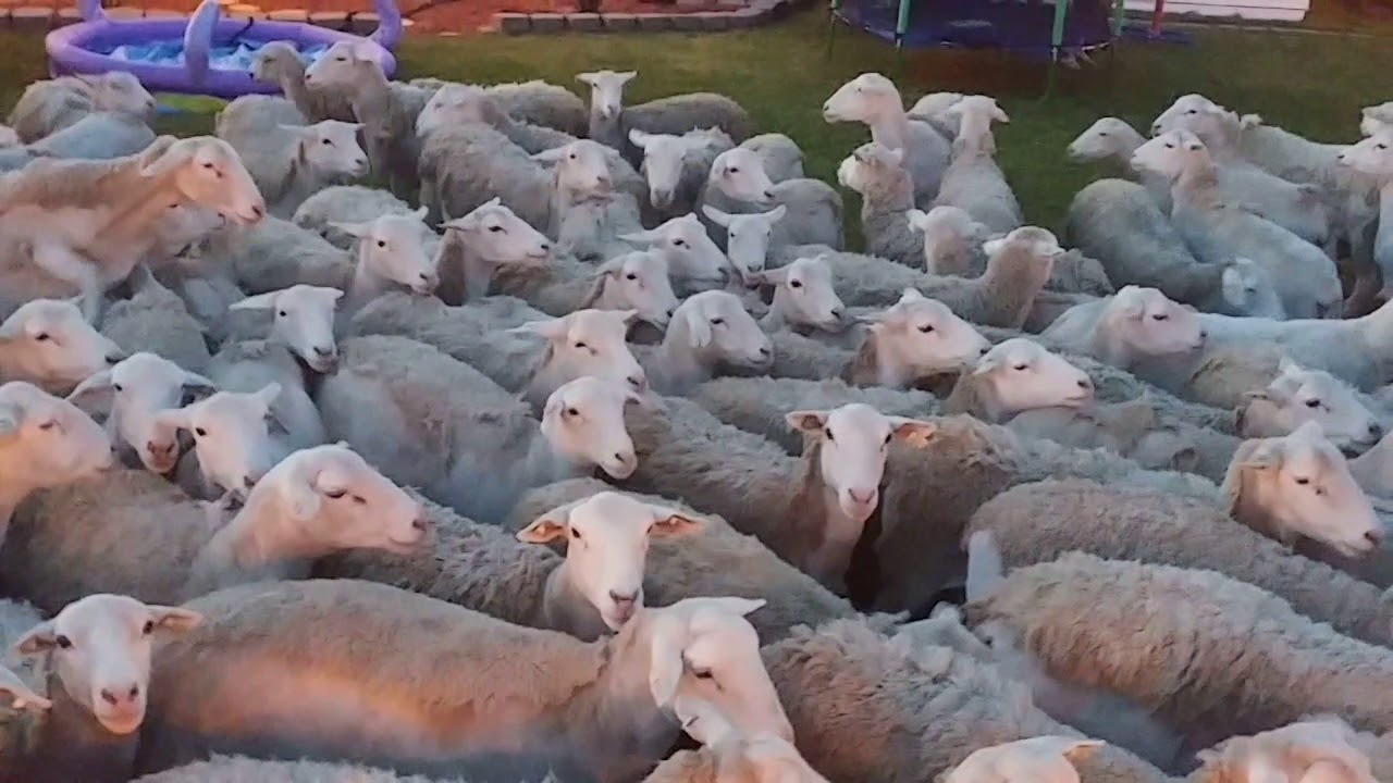 When 200 sheep invade your yard.