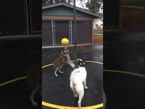 Dog tetherball match.