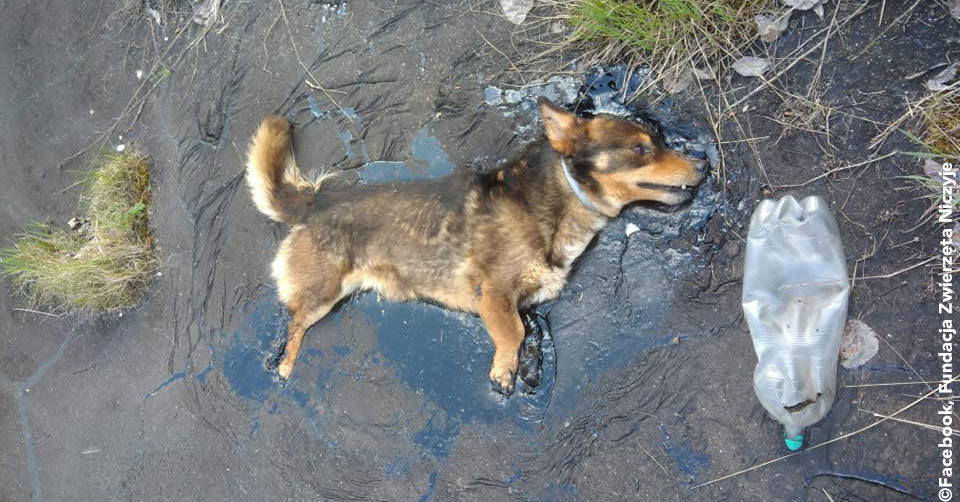 This Poor Pupper Was Trapped in Tar, But He Never Gave Up
