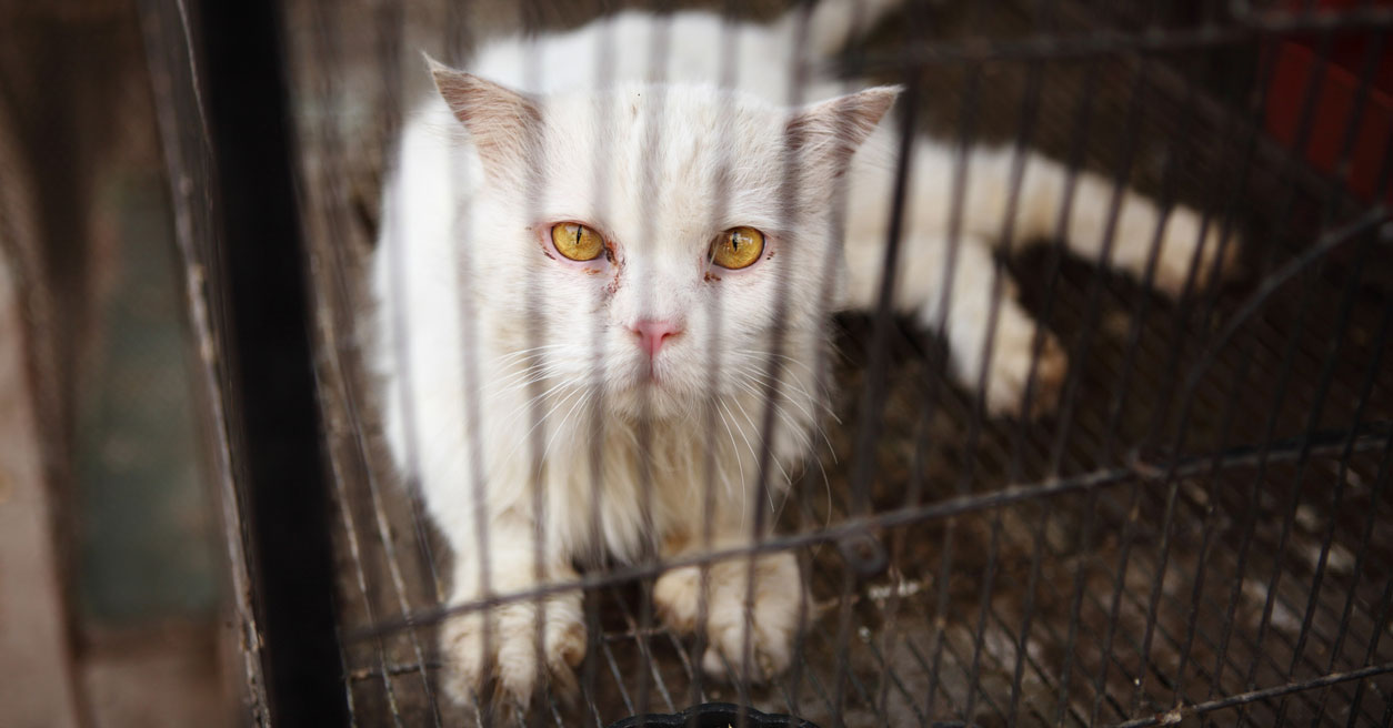 USDA Stops Deadly Experiments on Cats and Adopts out Remaining Animals