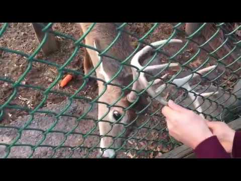Deer just loves to have antlers jiggled.