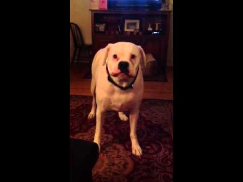 Bedtime battle with boxer.