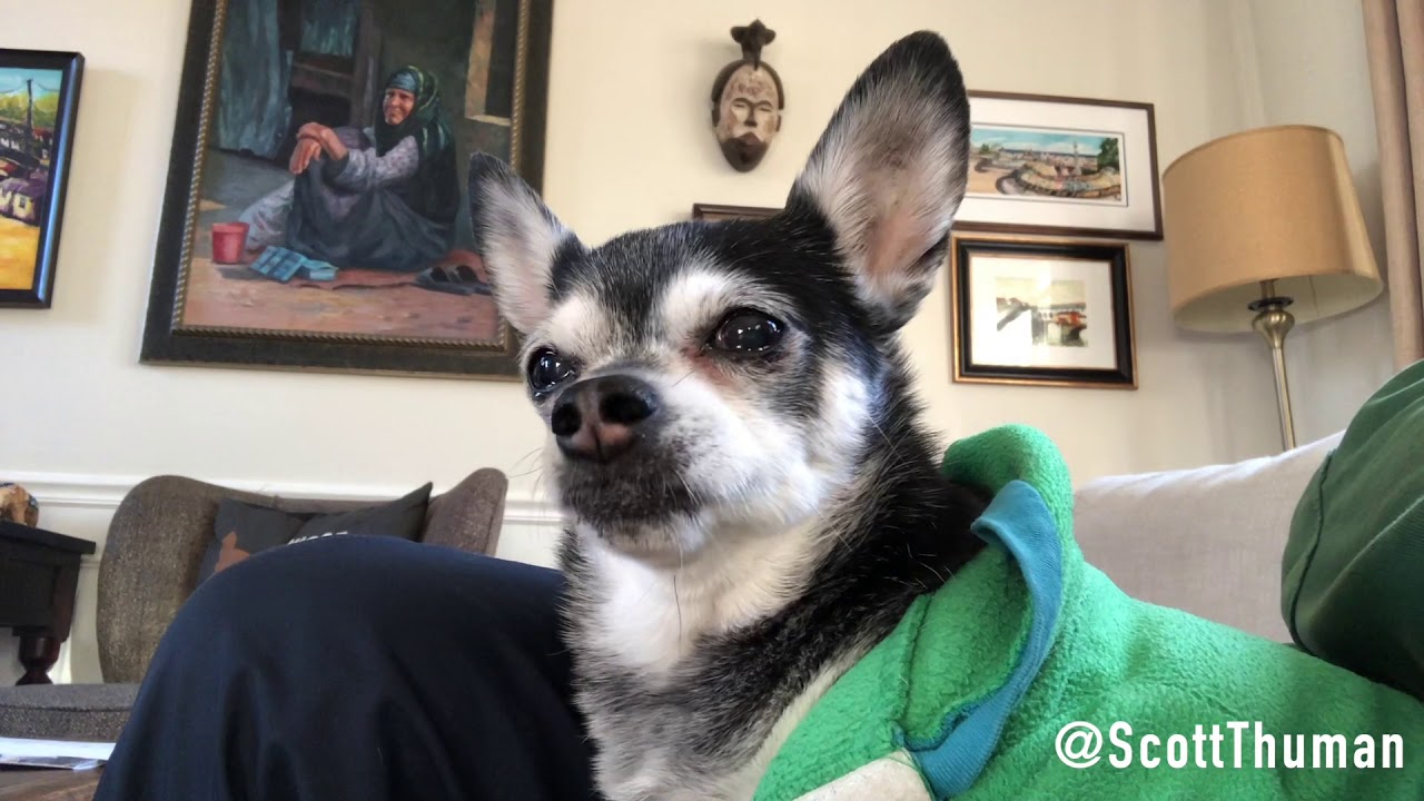 This dog loves to get burped after every meal