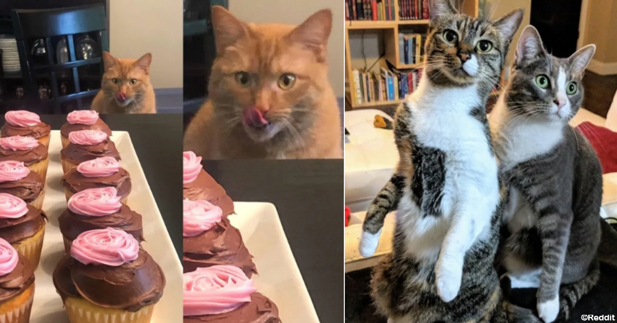 These Cute Cat Posts Are Really the Only Thing You Need to See Today