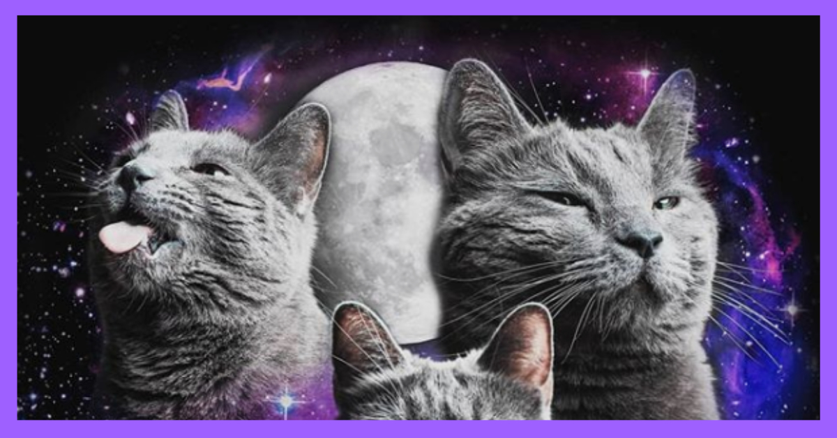 Photographer Turns Cat-Sitting Into a Hilarious Photo Shoot