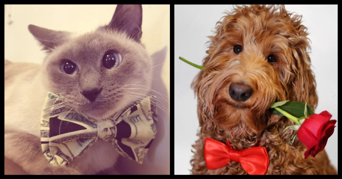 This 12-Year-Old Makes Fashion Bow-ties for Animals to Get Them ...