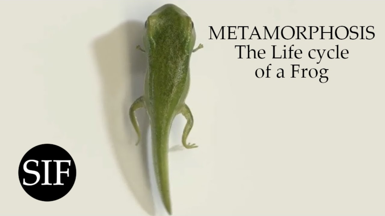 Amazing animation of a tadpole into a frog