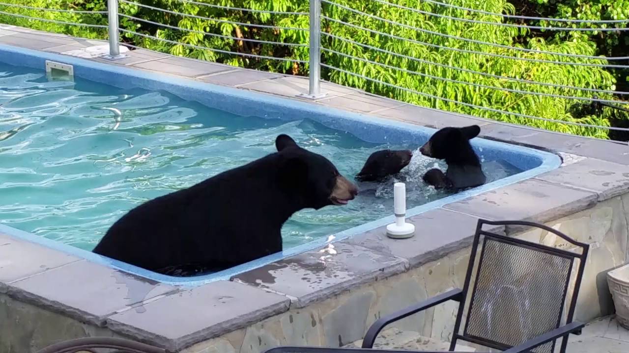 Bears take over family swimming pool.