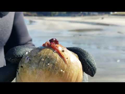 Diver discovers adorable baby octopus inside a seashell