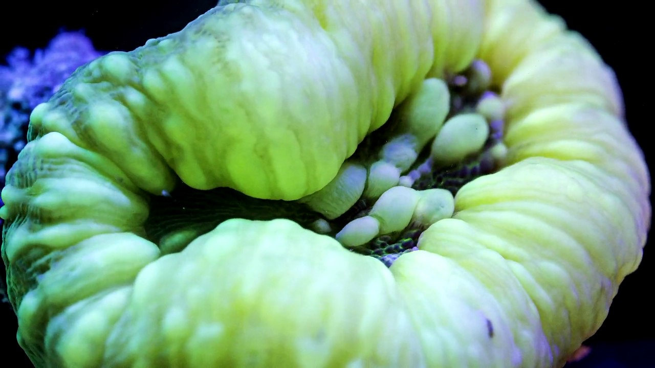 Mesmerizing timelapse video of coral growth