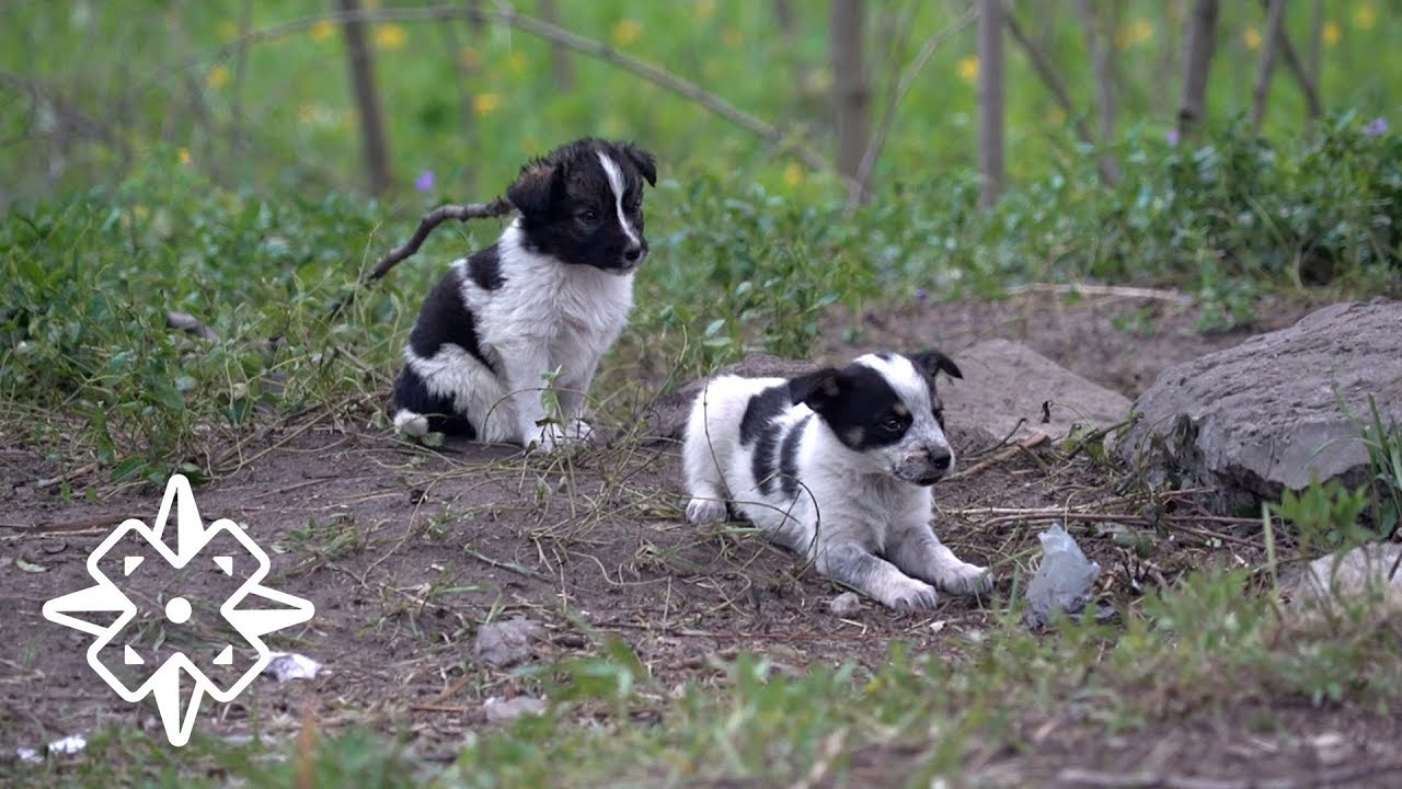 The puppies of Chernobyl.
