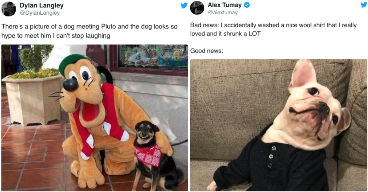 15 Completely Wonderful Tweets About Animals