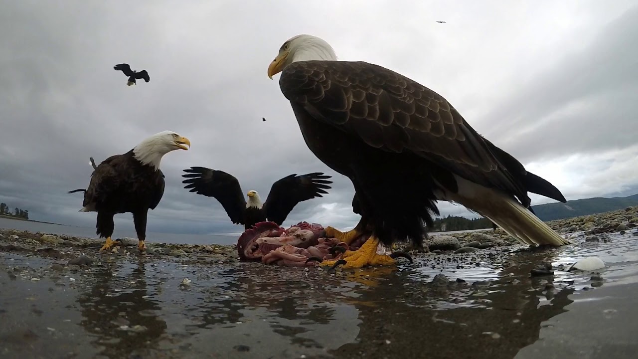 Cheeky bald eagle steals fisherman's GoPro