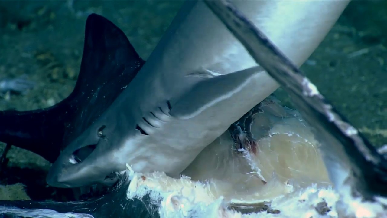 Grouper swallows shark in one gulp.