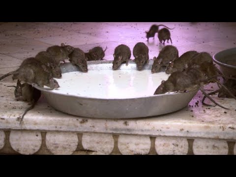 The legend behind India's rat temple