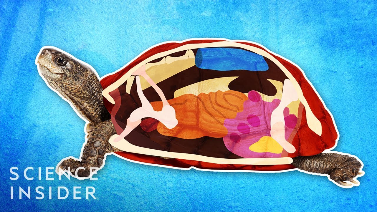 What goes on inside a turtle's shell